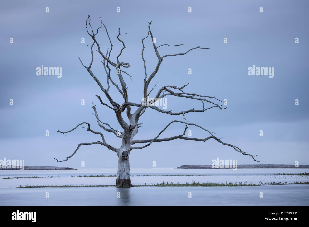 Tree Surrounded By Water Stock Photos & Tree Surrounded By Water Stock ...