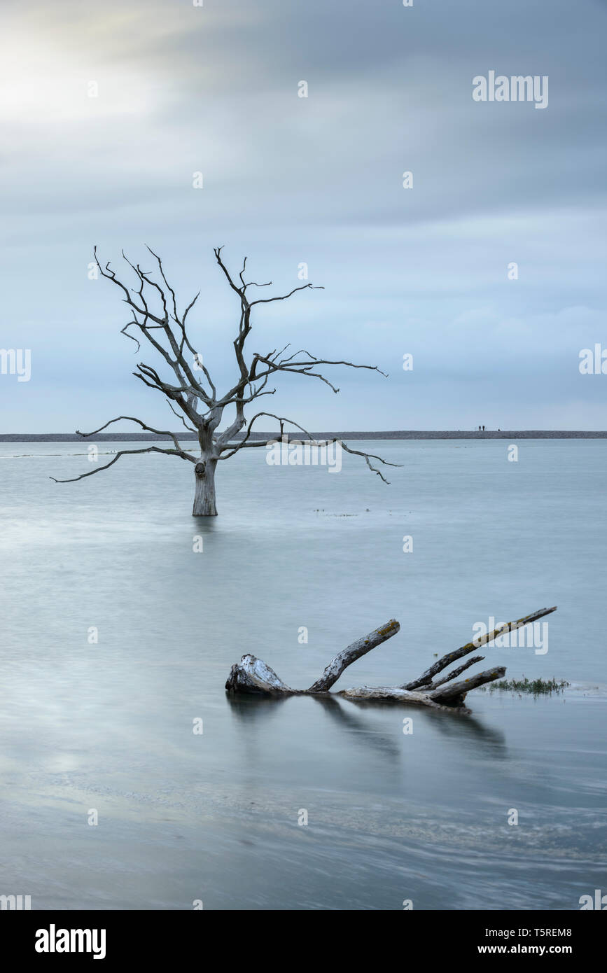 A dead tree surrounded by sea water on the Salt Marsh at Porlock ...