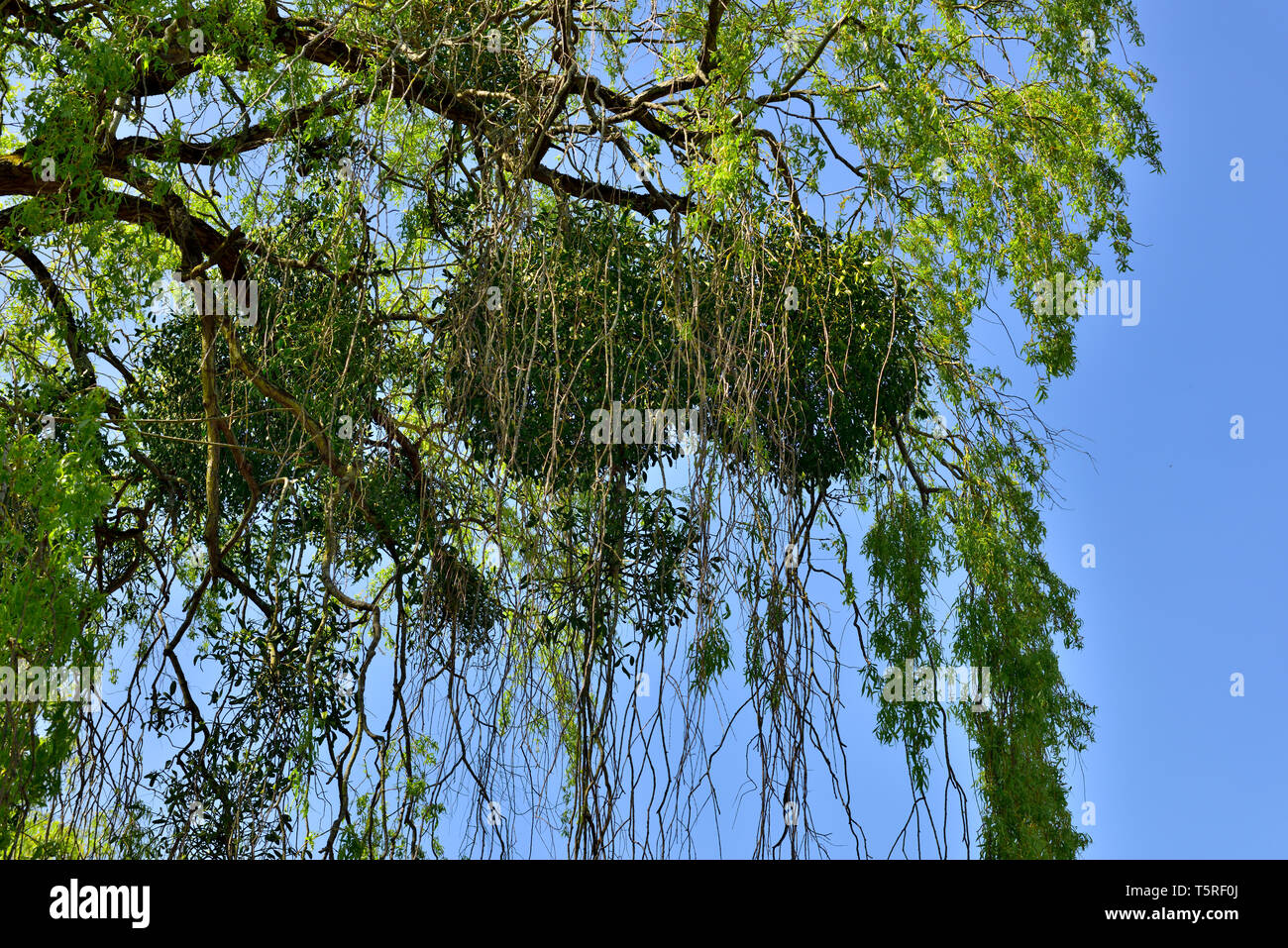 Mistletoe tree hi-res stock photography and images - Alamy