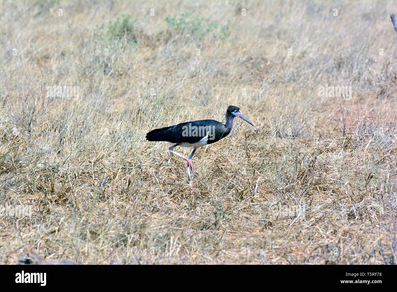 Abdim's stork, white-bellied stork, Abdimstorch, Regenstorch oder Abdim ...
