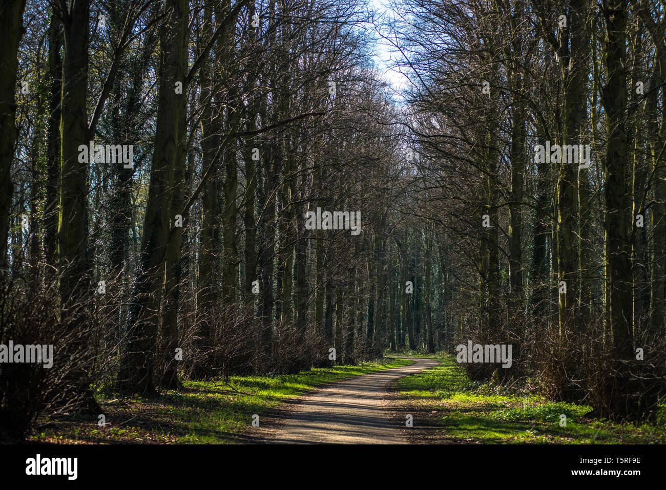 Tree lined lane in Holkham estate. Norfolk, East of England, UK Stock ...