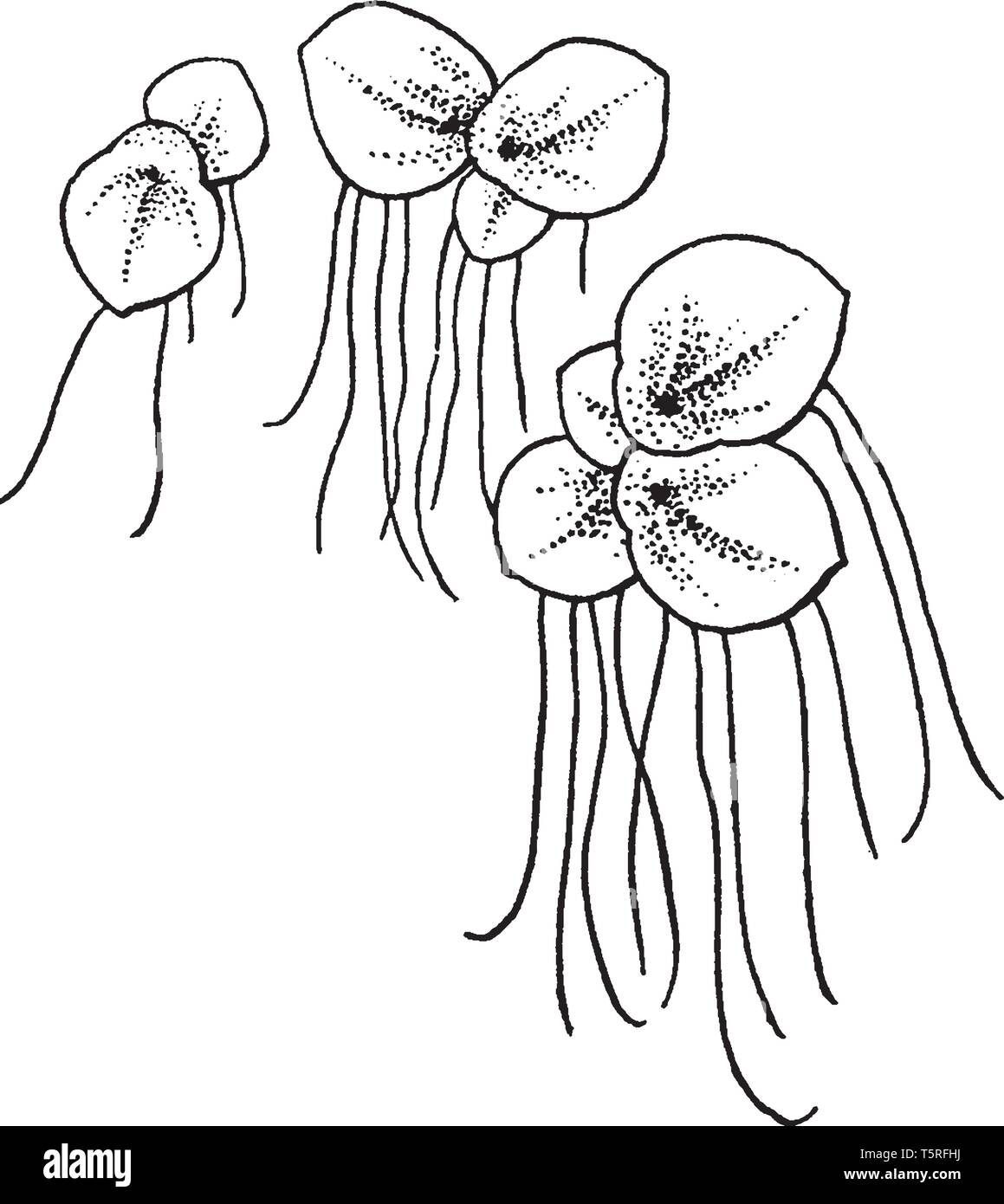 Illustration picture shows plant Black and White Stock Photos & Images ...