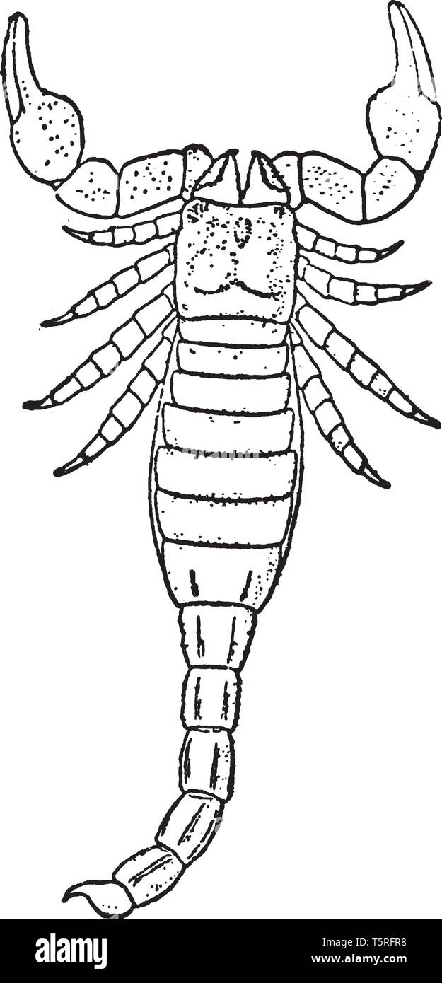 This illustration represents Palaophonus, vintage line drawing or ...