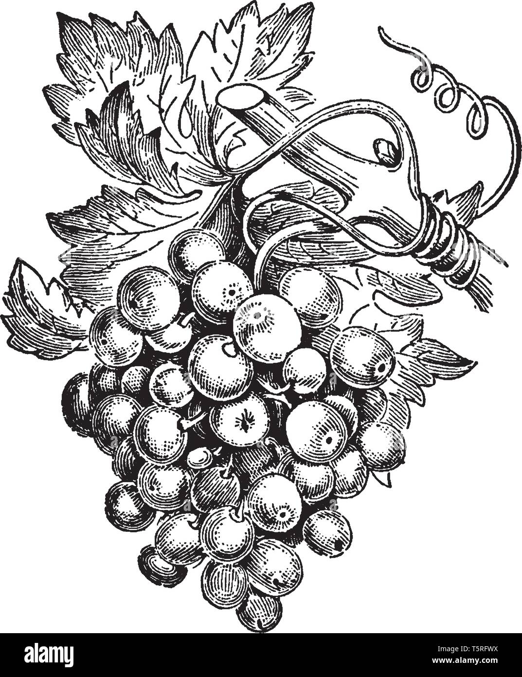 This is image of vine fruit. The fruit is round and small. The fruit is ...