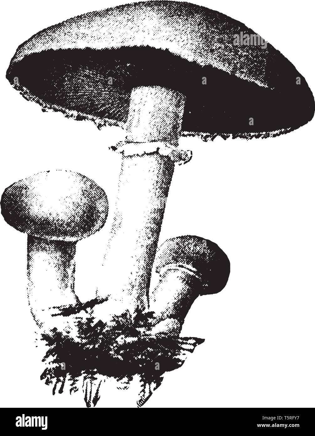 Three roots Stock Vector Images - Alamy