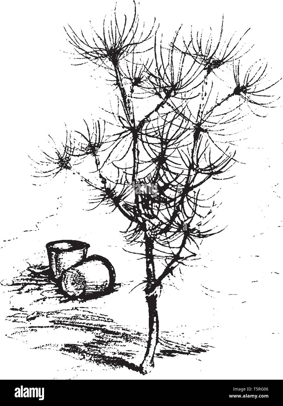 A picture of Parasol Pine. It is native to Southern Europe. The tree ...