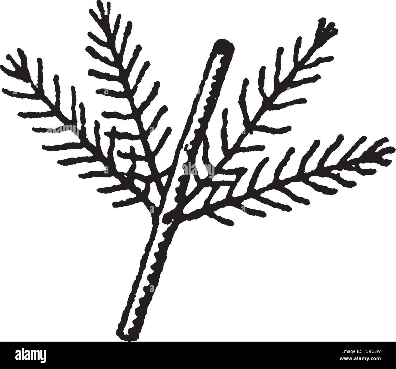 Stipules hi-res stock photography and images - Alamy