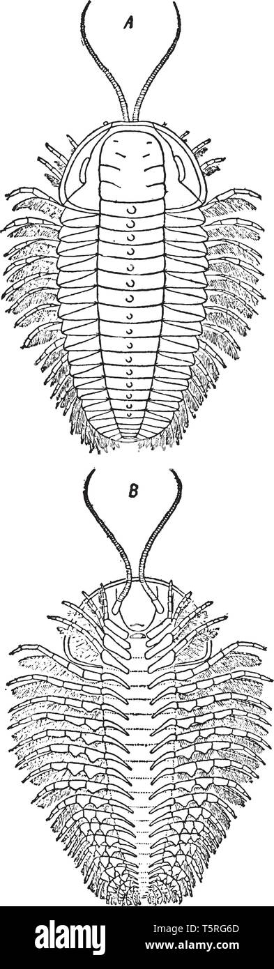 Triarthrus determined by Beecher from specimens obtained from the Utica ...