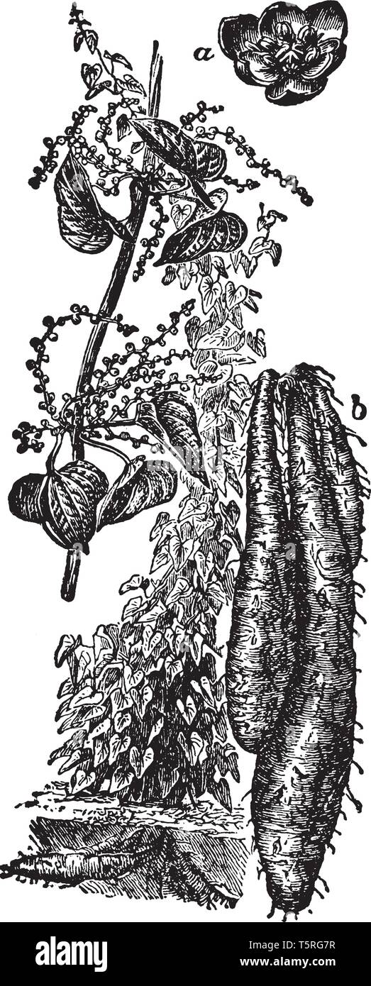 Dry grass in white Stock Vector Images - Alamy