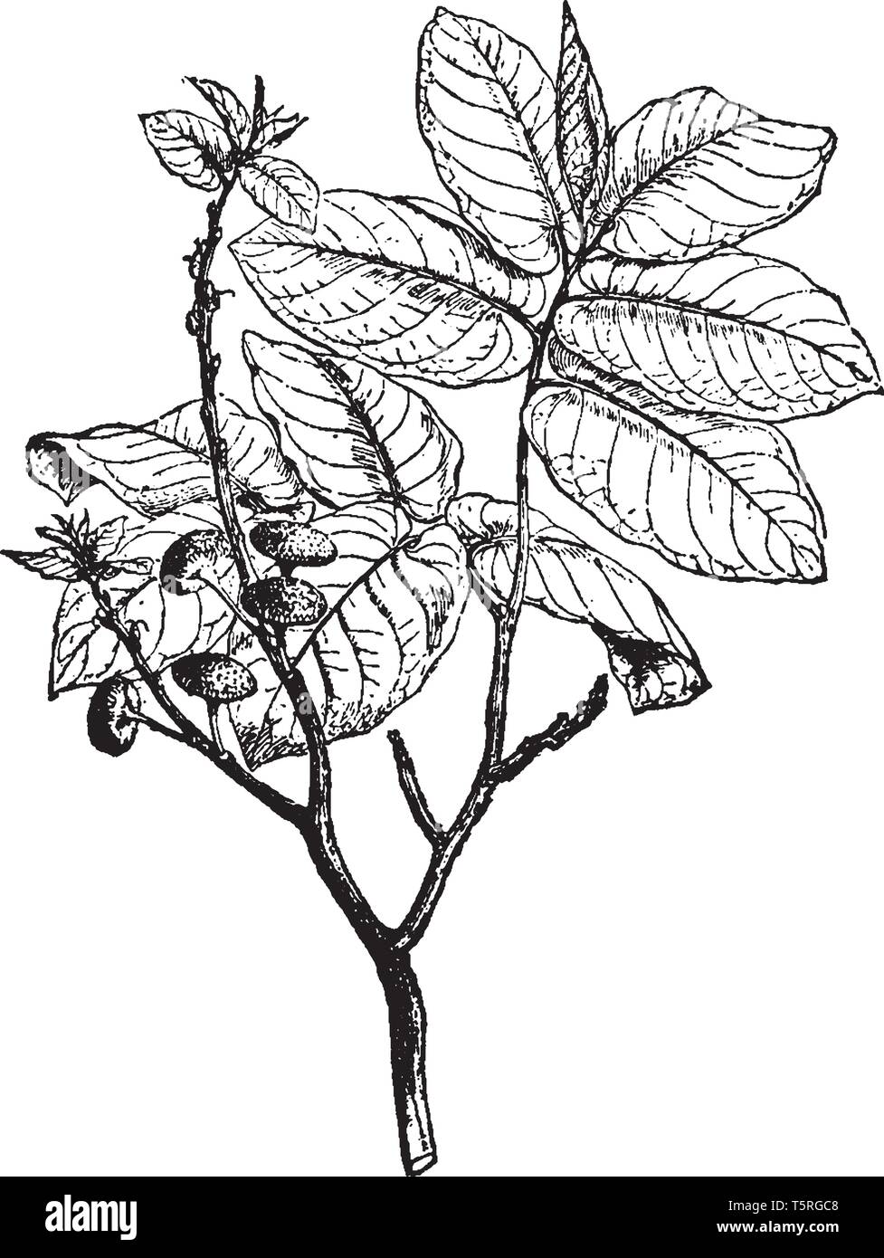 There is a tree in this frame and it is called Upas tree. In it there ...