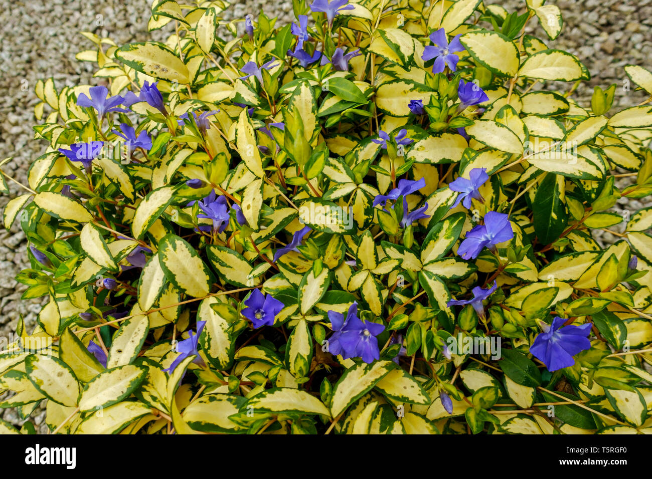 Vinca Minor Variegata