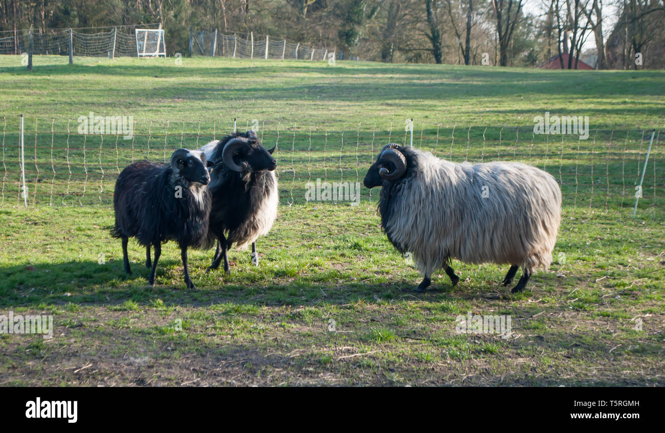 Baa ram hi-res stock photography and images - Alamy