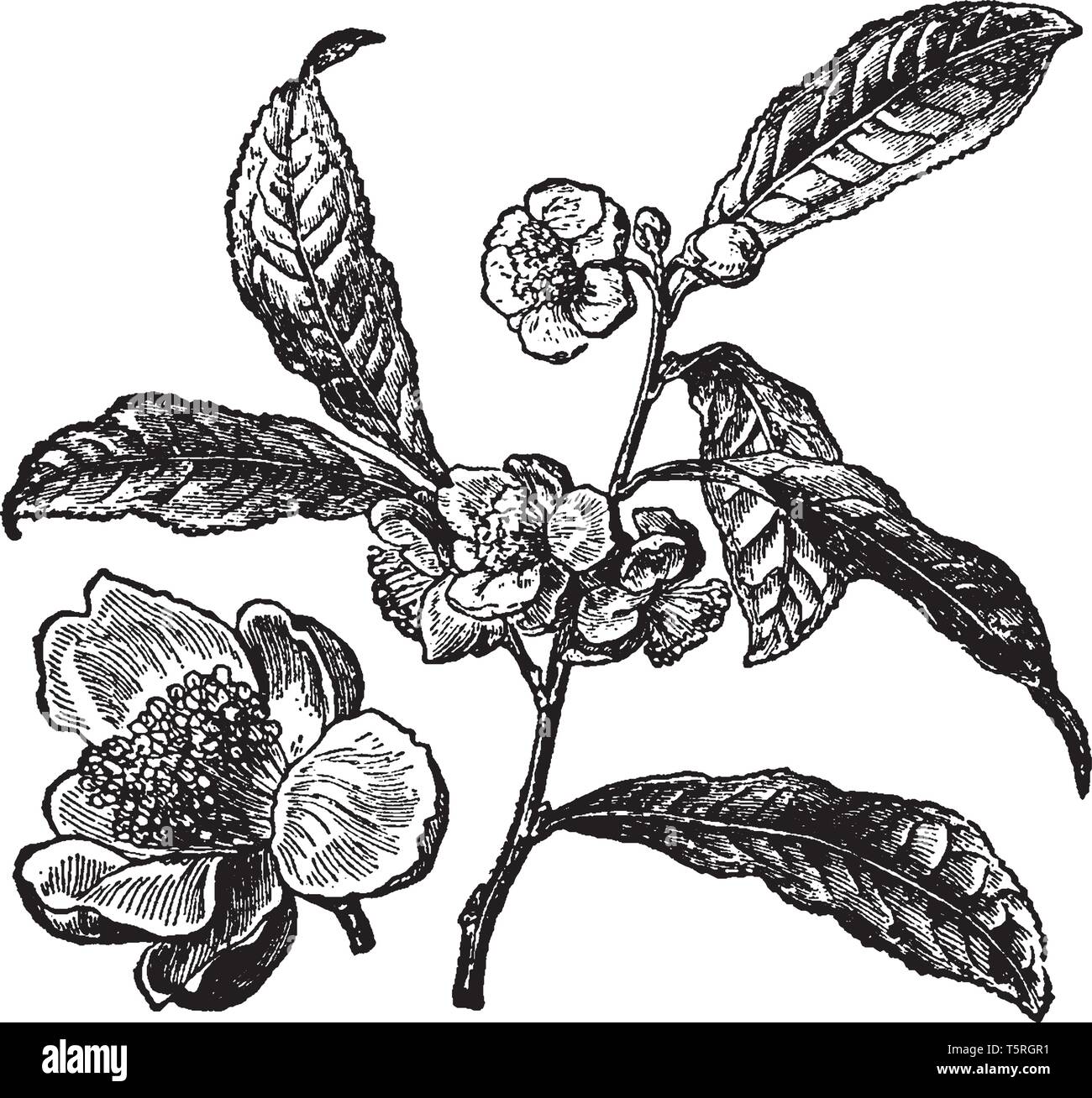 Tea plant leaves and flowers are borne on stem. A leaf is lanceolate ...