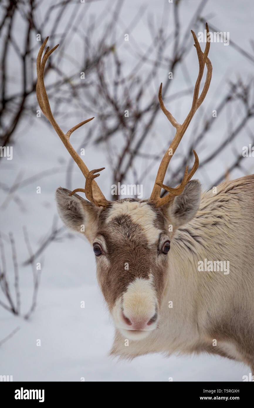 Real Reindeer Antlers Front View