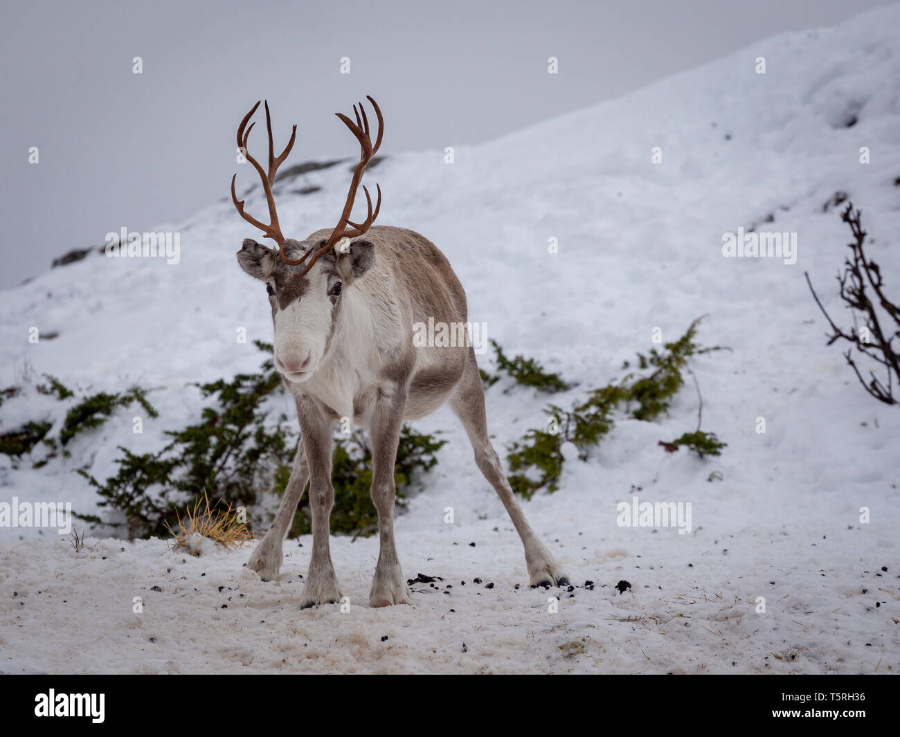 Arctic tundra animal herd hi-res stock photography and images - Alamy
