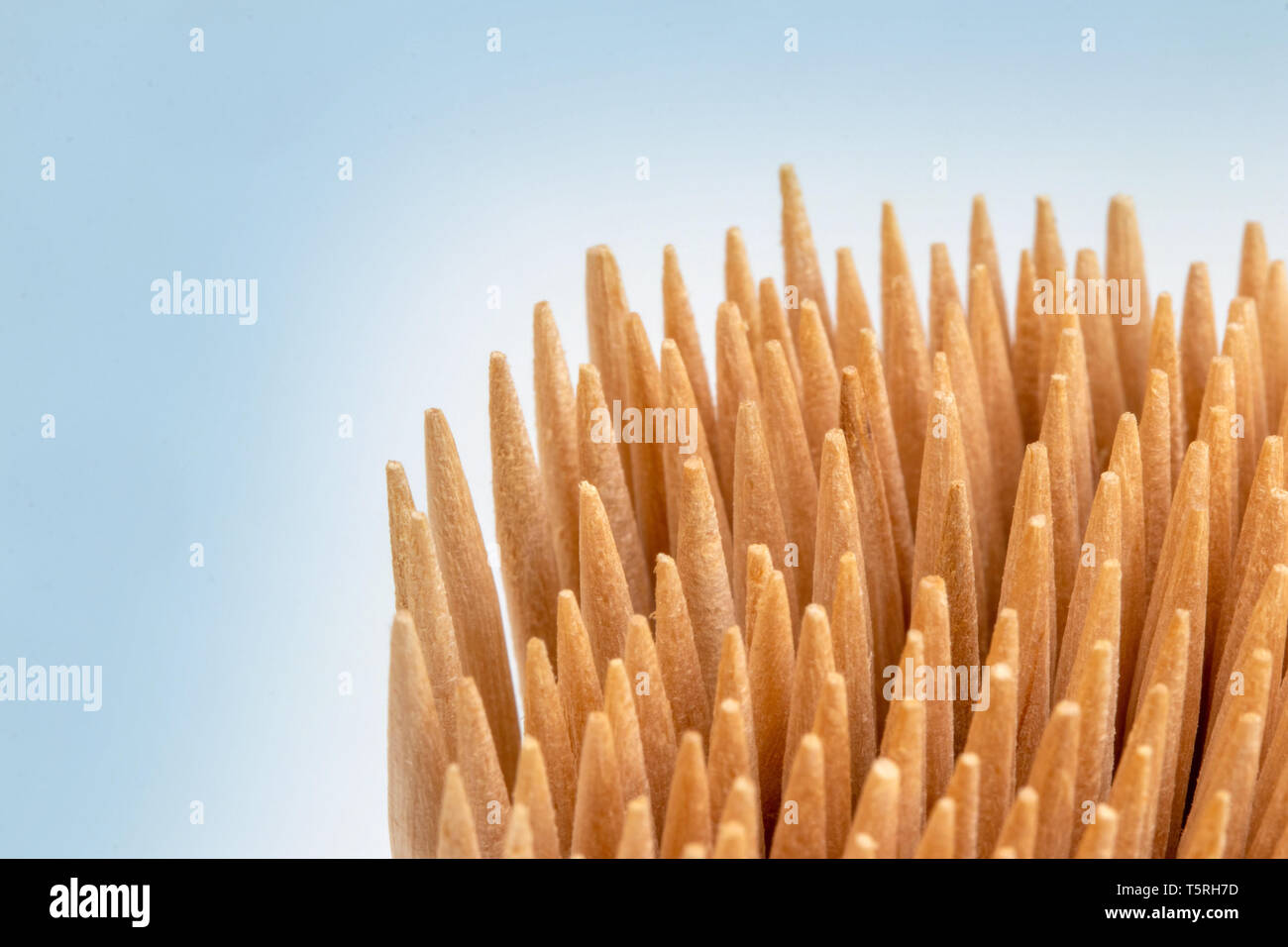 Toothpick plant hi-res stock photography and images - Alamy