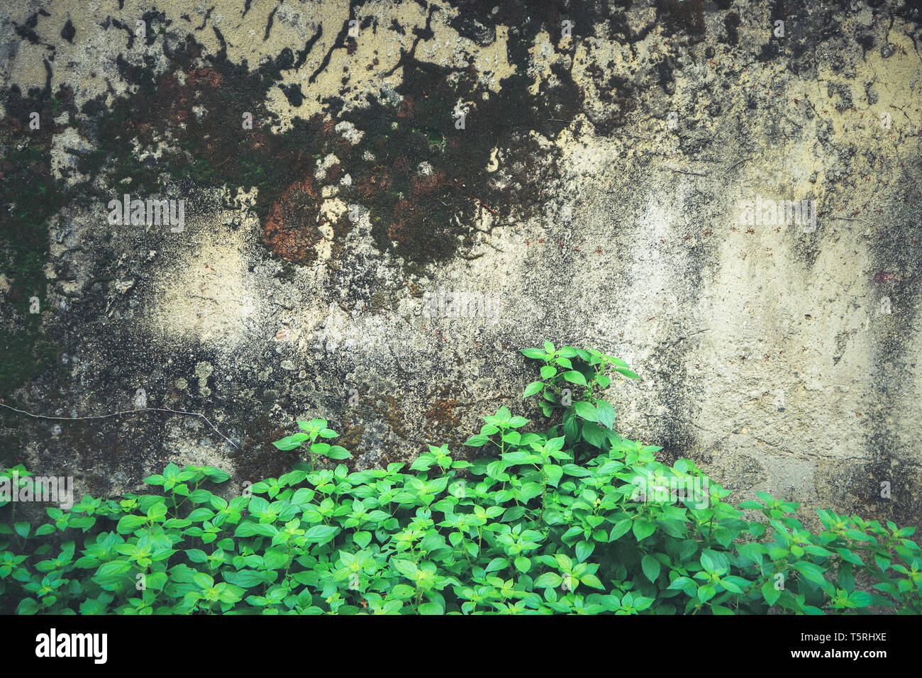 Green stone wall texture hi-res stock photography and images - Alamy