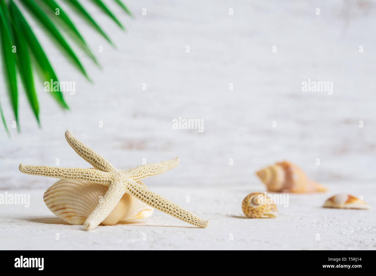 Close up selective focus of starfish and sea shells with green palm ...