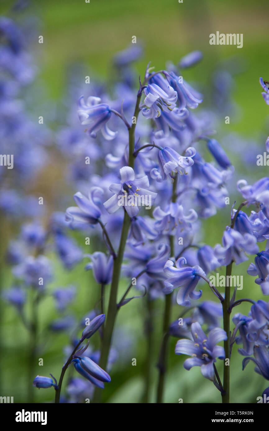 Bluebells in an English country garden, bright blue and in full bloom ...