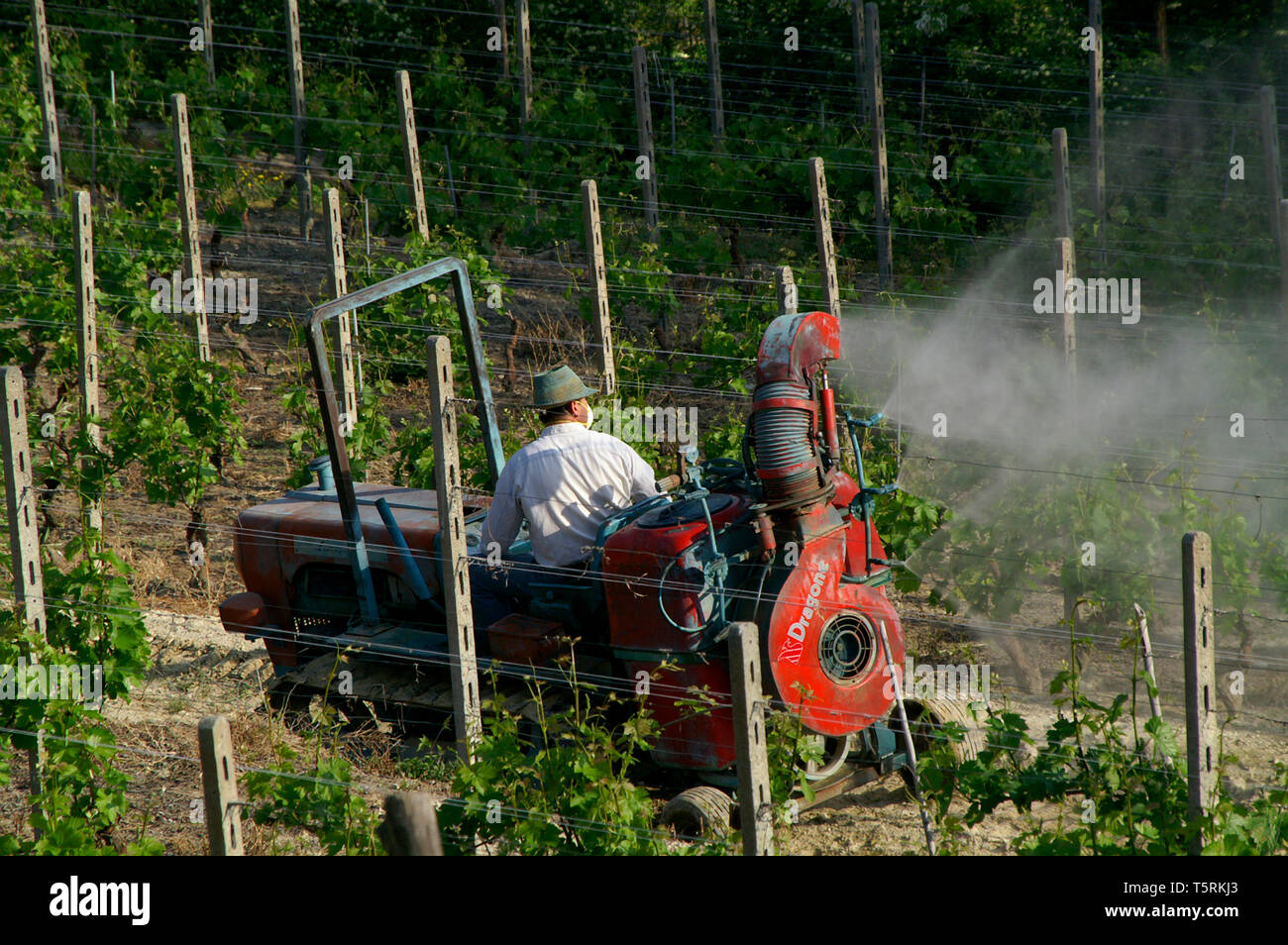 Vineyard pests hi-res stock photography and images - Alamy