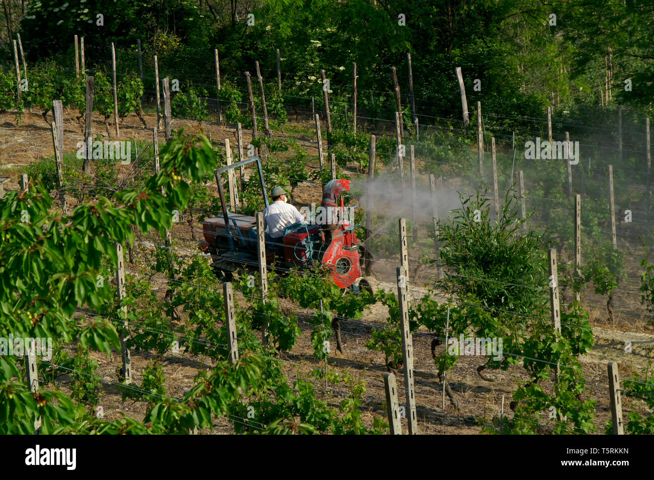 Photo Needs. Archival shots of people working on vineyards in Italy ...
