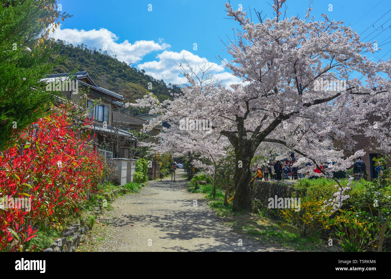 Kyoto, Japan - Apr 9, 2019. People walking on the Philosopher Path for ...