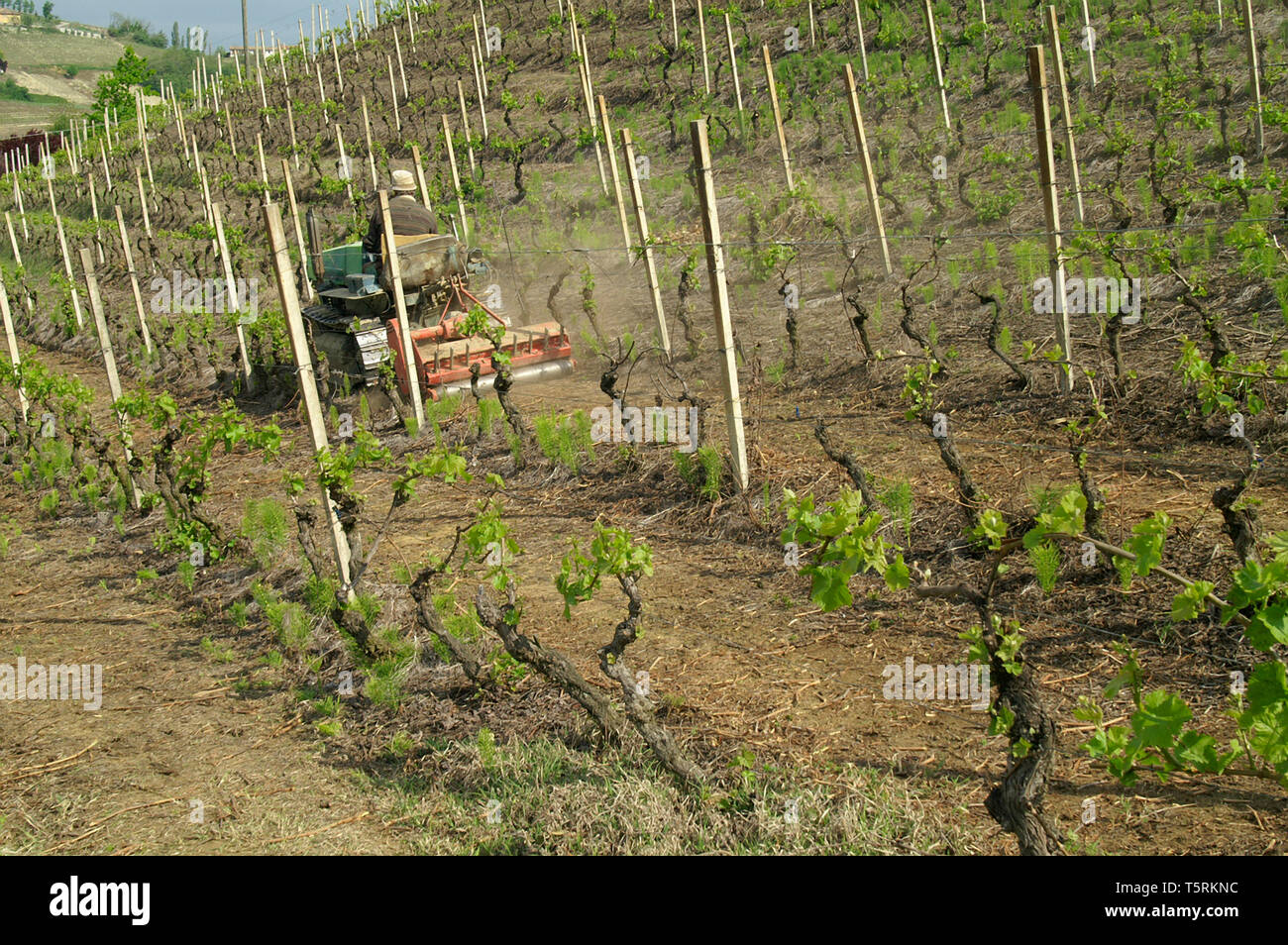 Photo Needs. Archival shots of people working on vineyards in Italy ...