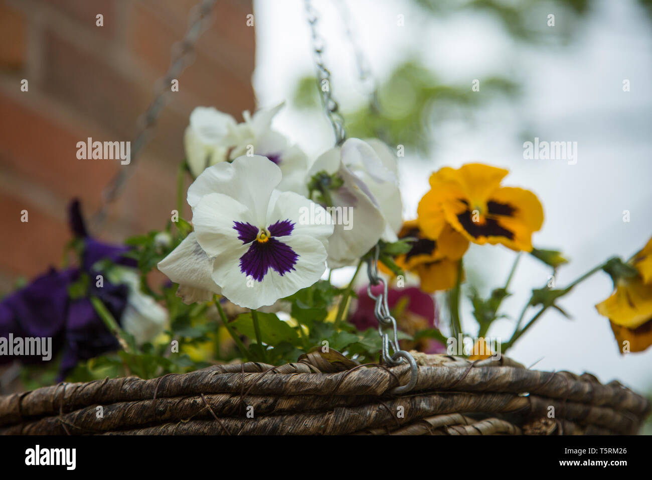 Pansies in a hanging basket in a garden in england, yellow, blue and ...