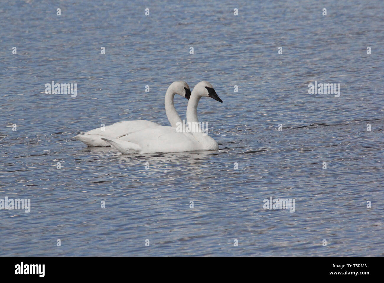 Trumpeter Swans (Cygnus buccinato) return to the Grande Prairie region ...