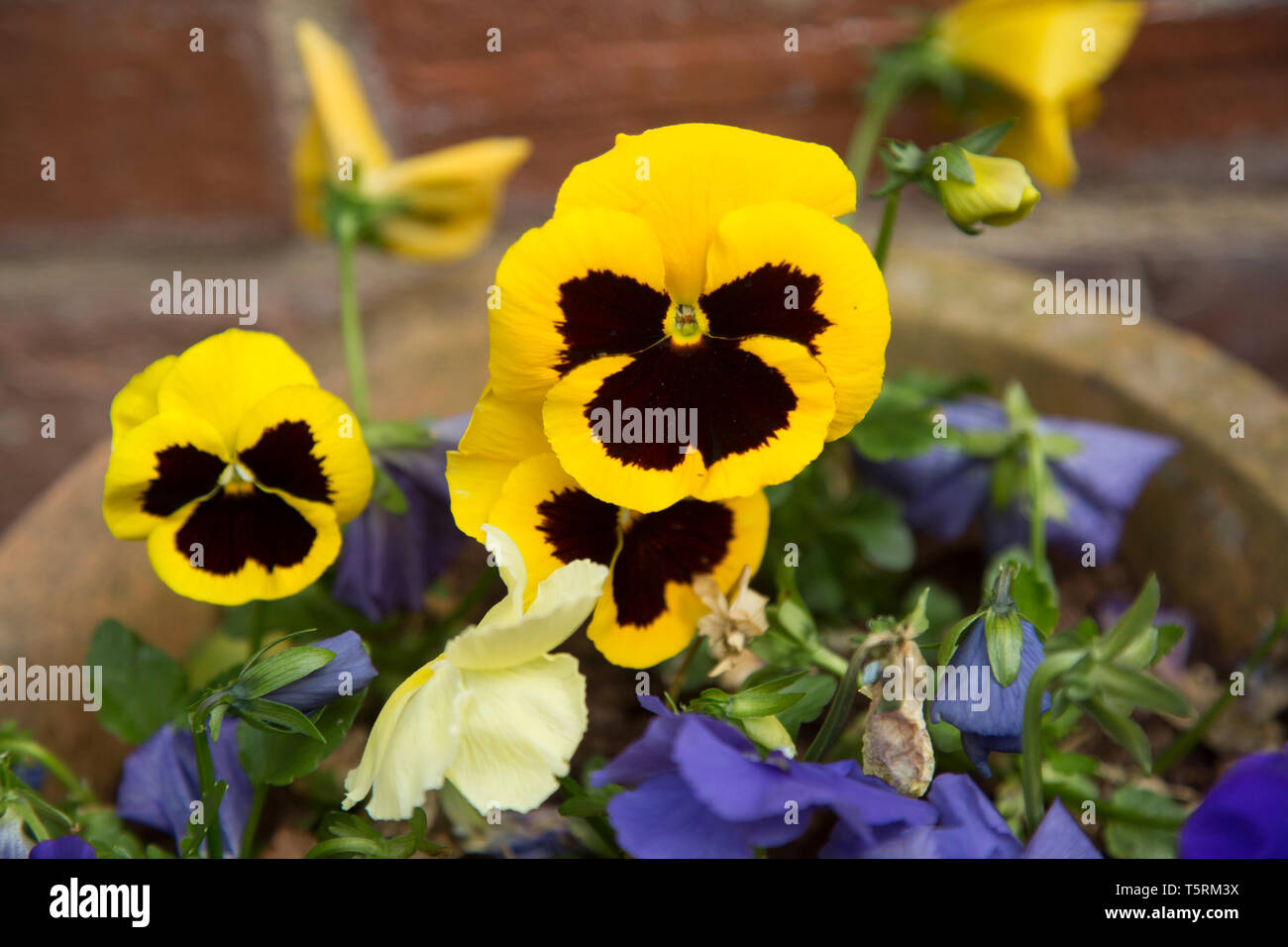 Blue And Yellow Pansies High Resolution Stock Photography and Images ...