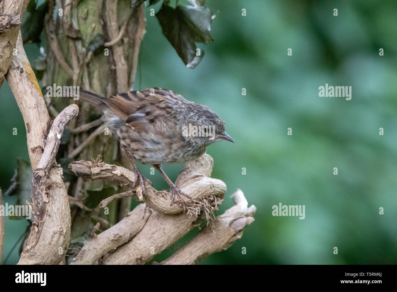 Dead dunnock hi-res stock photography and images - Alamy