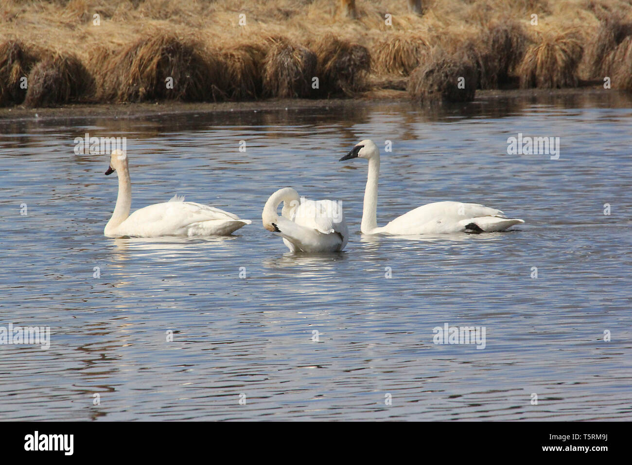 Trumpeter Swans (Cygnus buccinato) return to the Grande Prairie region ...