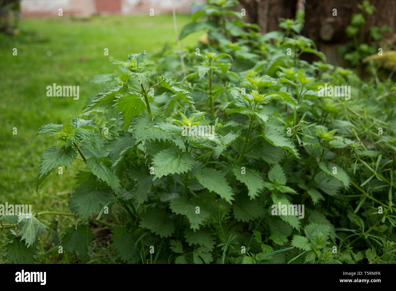 stinging nettles growing in a garden, lush green, strong growing Stock ...