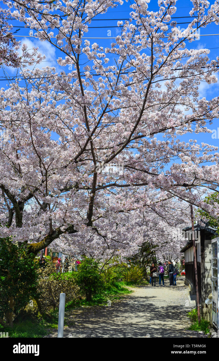 Kyoto, Japan - Apr 9, 2019. People walking on the Philosopher Path for ...