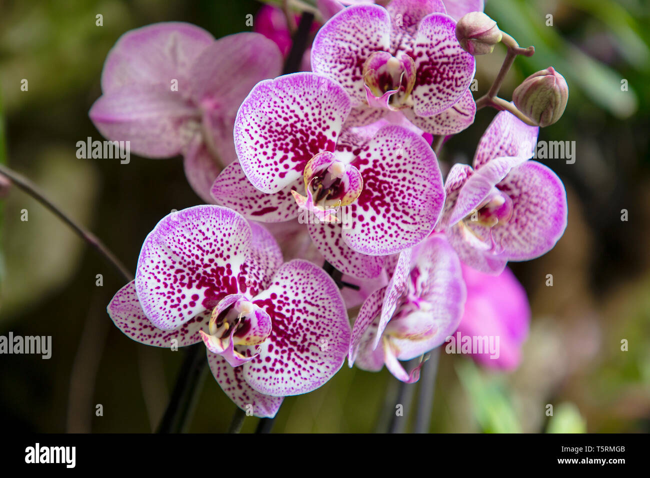 Close up of Purple and White Orchids Phalaenopsis aphrodite hybrid in the tropical garden Stock Photo Alamy