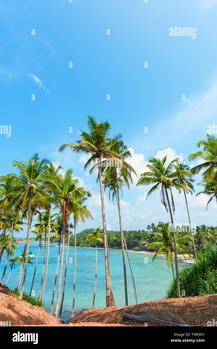 Palm trees on tropical coast over lagoon Stock Photo - Alamy
