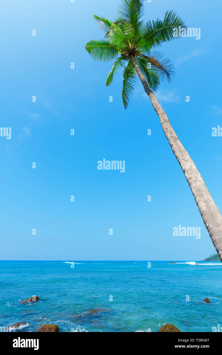 Palm tree curve hanging hi-res stock photography and images - Alamy