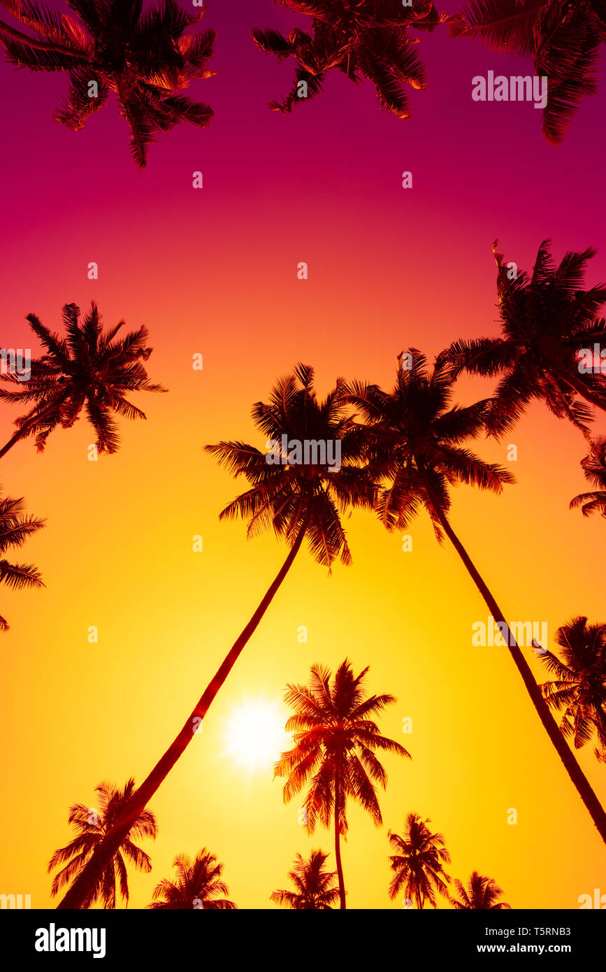 Palm trees at tropical sunset Stock Photo - Alamy