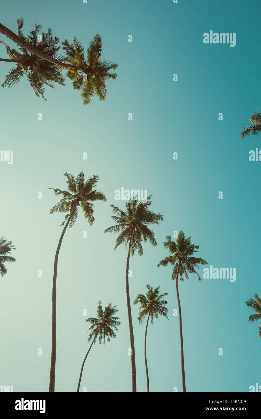 Tall tropical palm trees retro stylized Stock Photo - Alamy