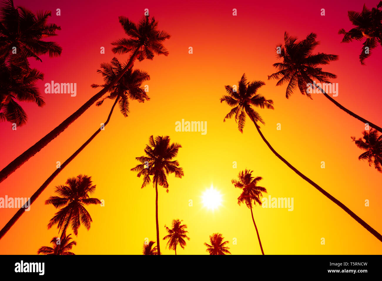 Palm trees at vivid hot tropical beach sunset with shiny sun Stock ...
