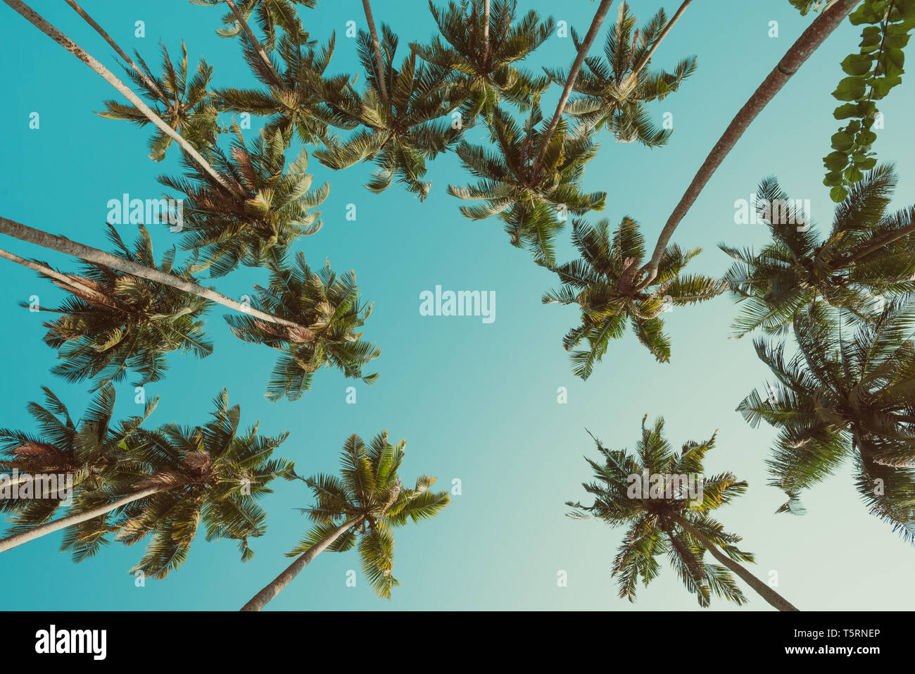 Palm trees vintage toned perspective view to the sky Stock Photo - Alamy