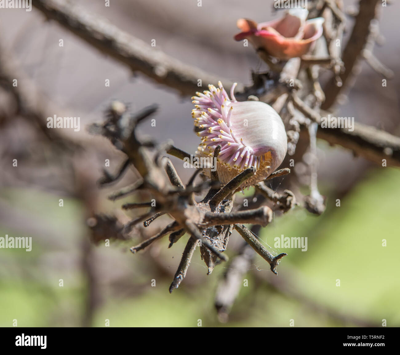 Cannonball tree flower in outdoor garden in tropical Darwin, Australia ...