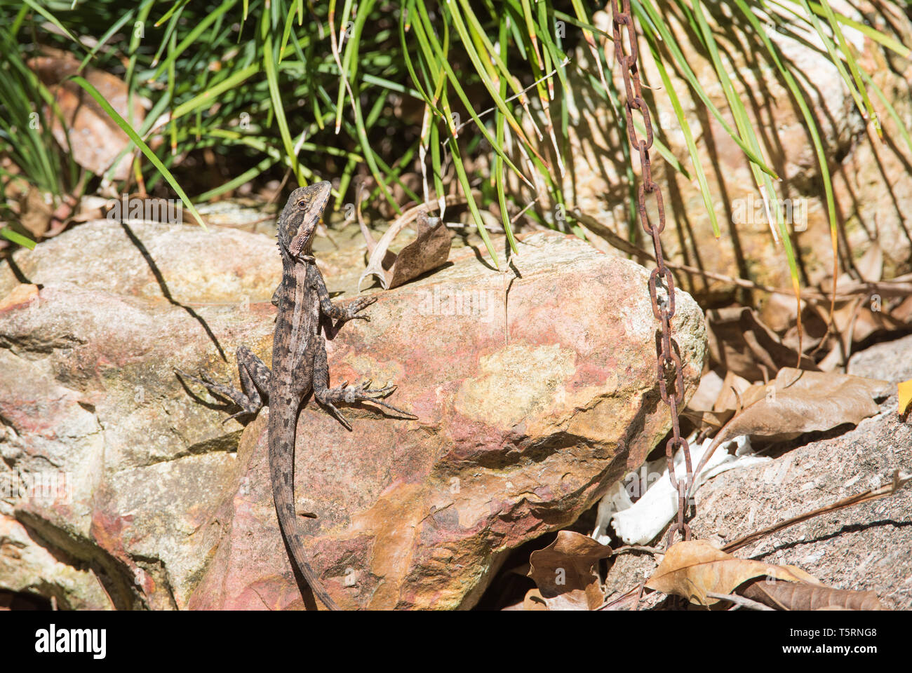 Water dragon on rock on a sunny day in an outdoor garden setting in ...