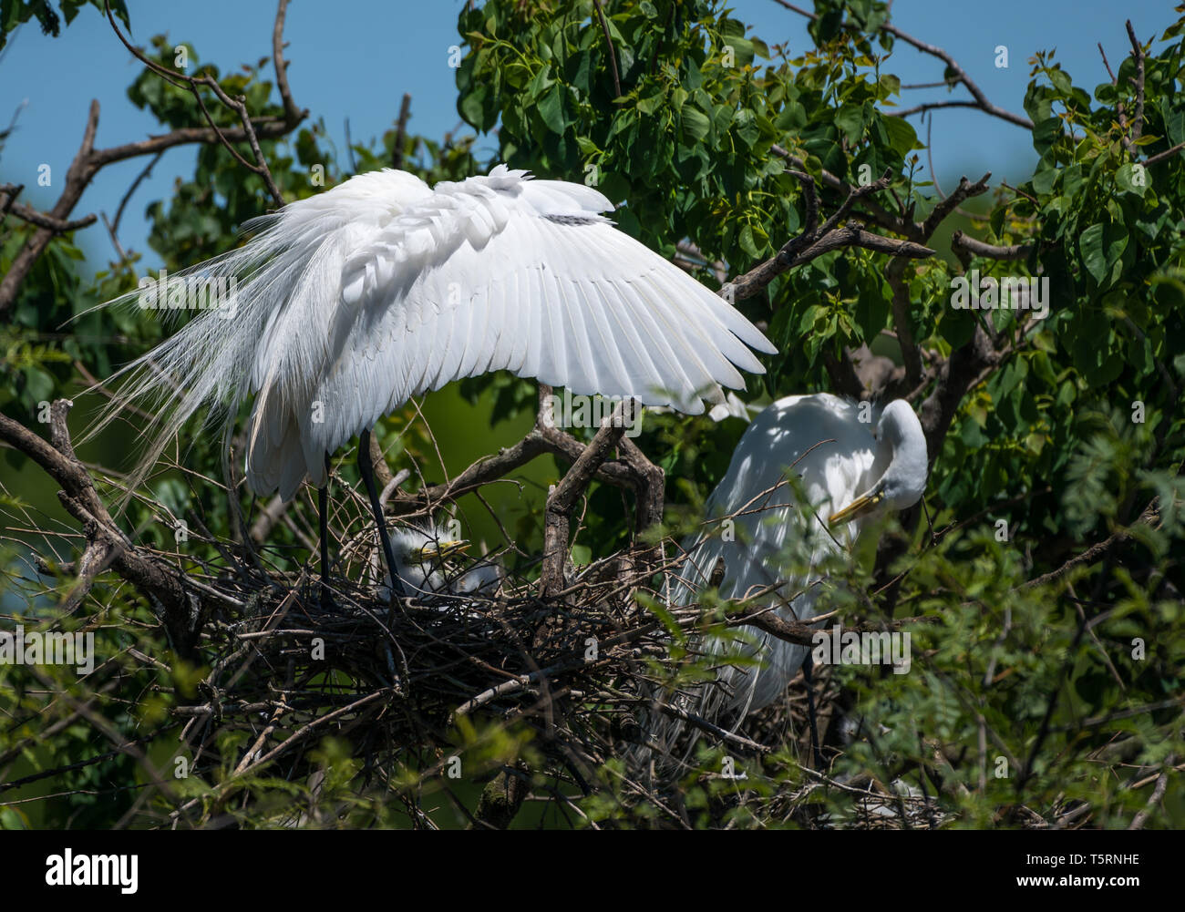 A Great Egret (Ardea alba) spreading open her wings to shade her chicks ...