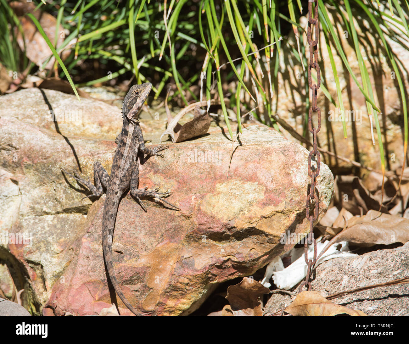 Water dragon on rock on a sunny day in an outdoor garden setting in ...