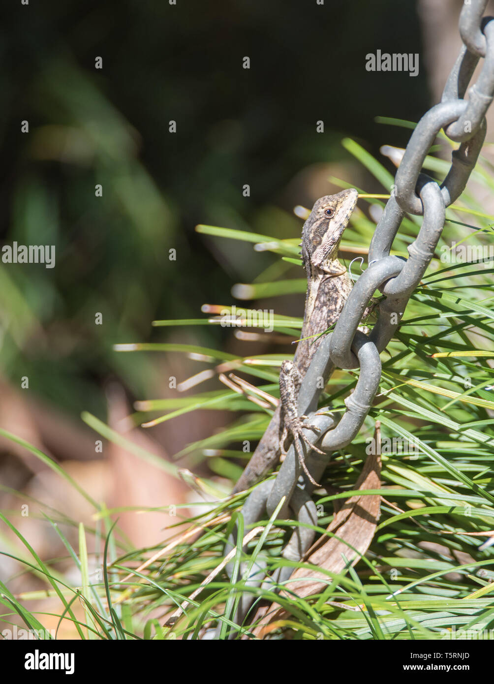 Water dragon climbing chain with plant background in outdoor garden ...