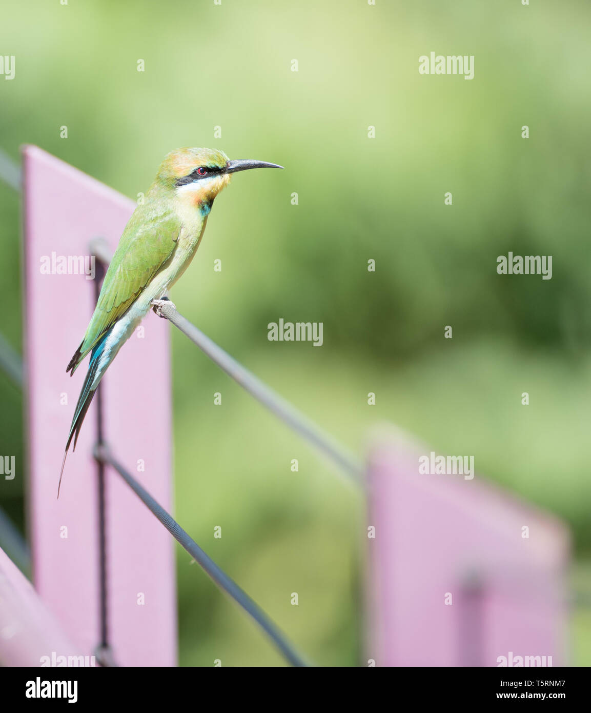Rainbow bee-eater with colourful feathers perched in an outdoor setting ...