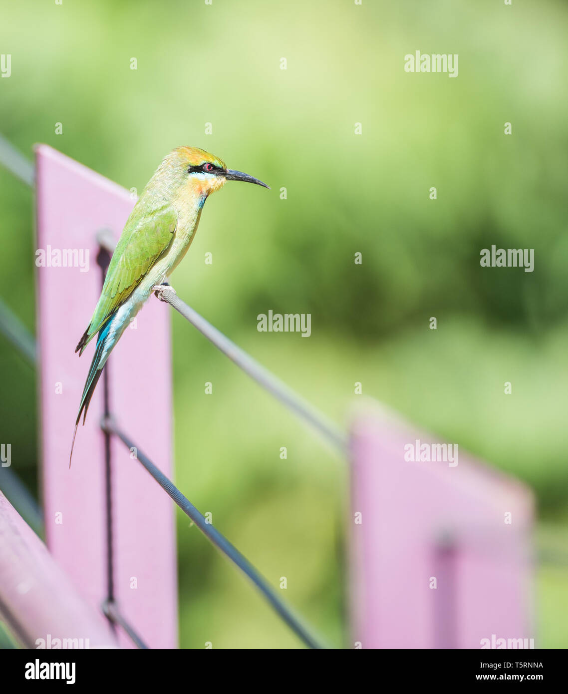 Australian bee habitat hi-res stock photography and images - Alamy