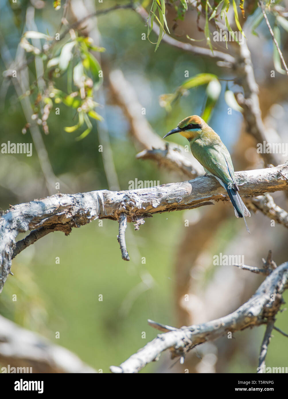 Rainbow bee-eater with colourful feathers perched on a tree branch in ...