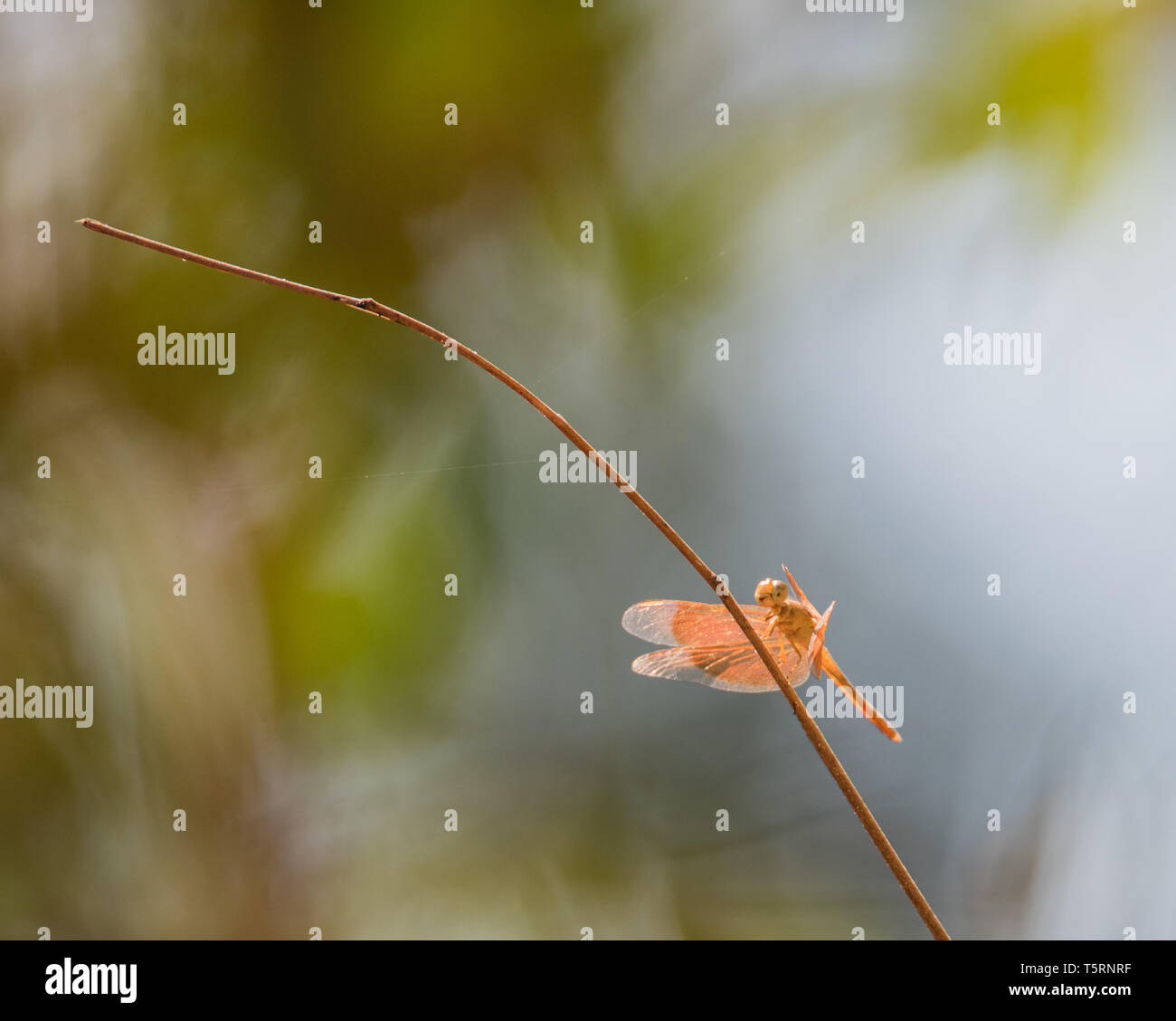 Double-winged dragonfly perched on a branch in rainforest setting in ...